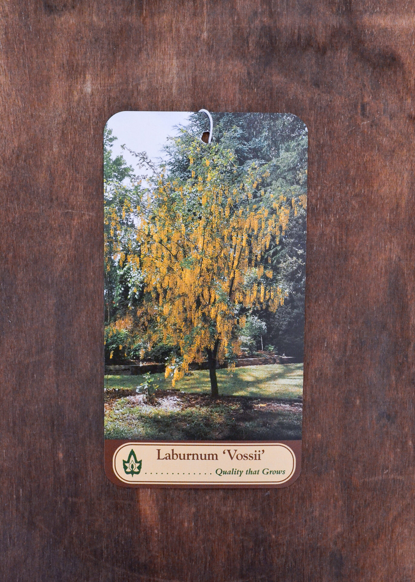 Laburnum - Golden Chain Tree - Guildford Garden Centre