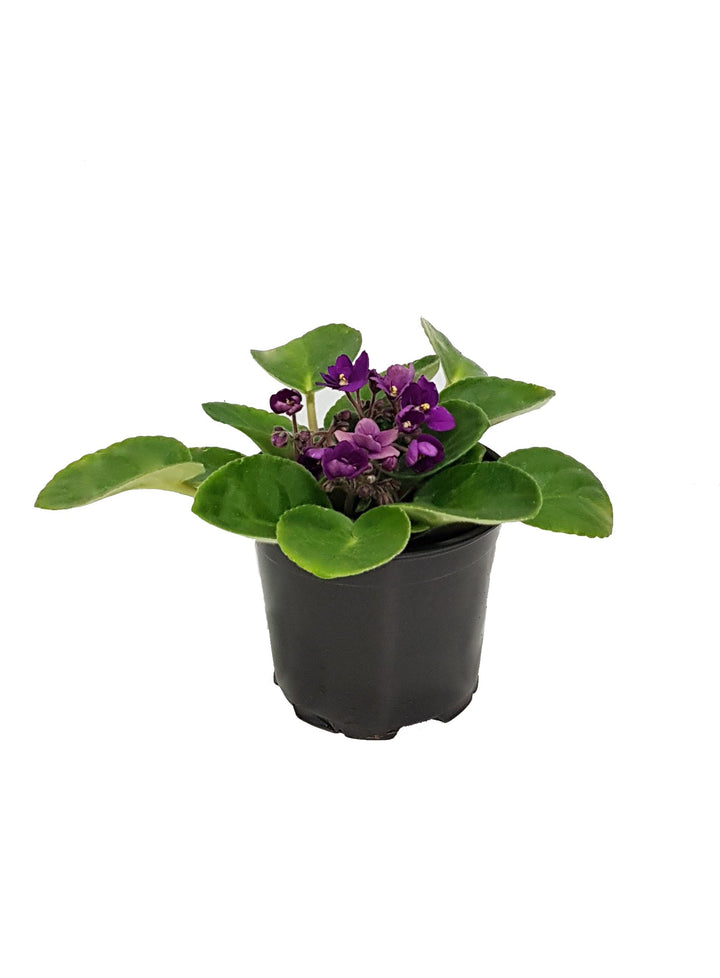 African Violet - Miniature - Guildford Garden Centre