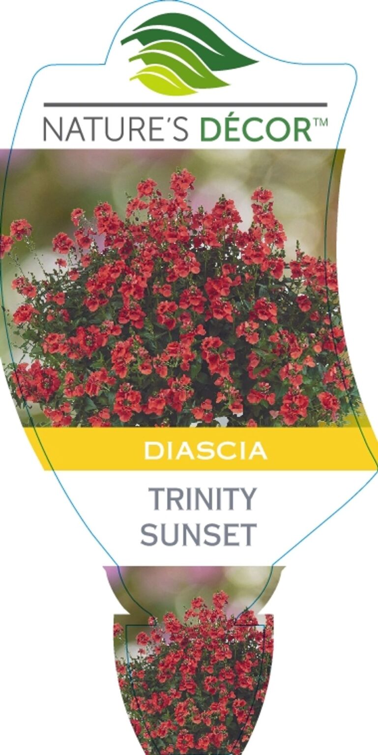 Diascia - Trinity Sunset - Guildford Garden Centre