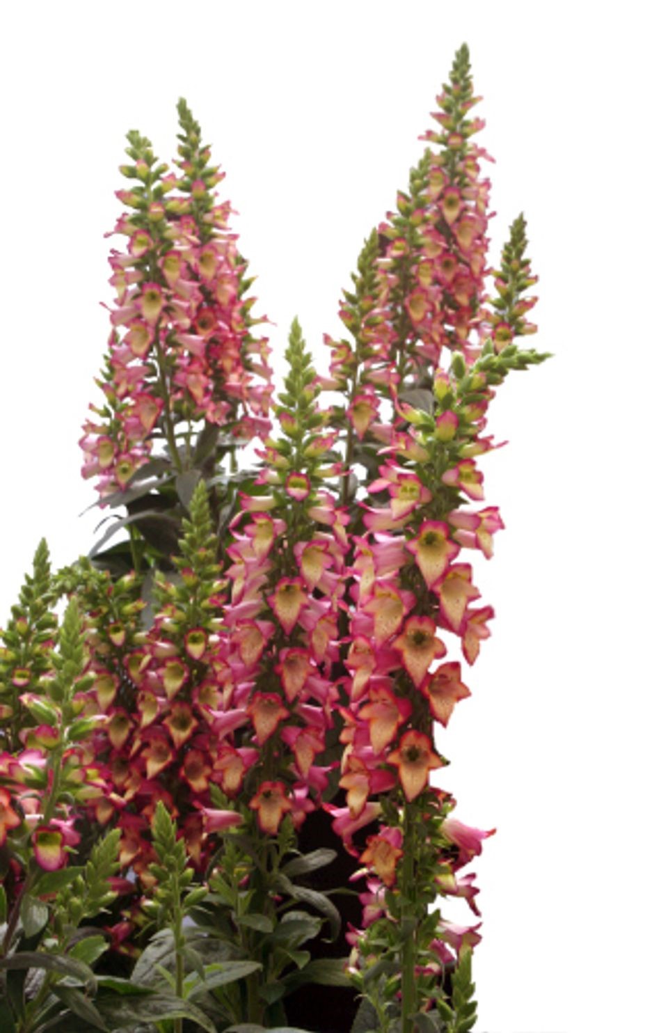 Digiplexis - Illumination Flame - Guildford Garden Centre