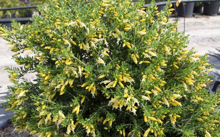 Eremophila - Allara - Guildford Garden Centre