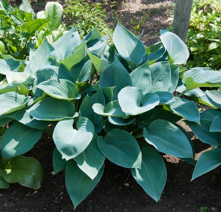 Hosta - Halcyon - Guildford Garden Centre