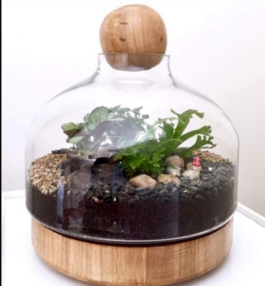 Terrarium - Wooden Base & Ball Short - Glass and Wood - Guildford ...