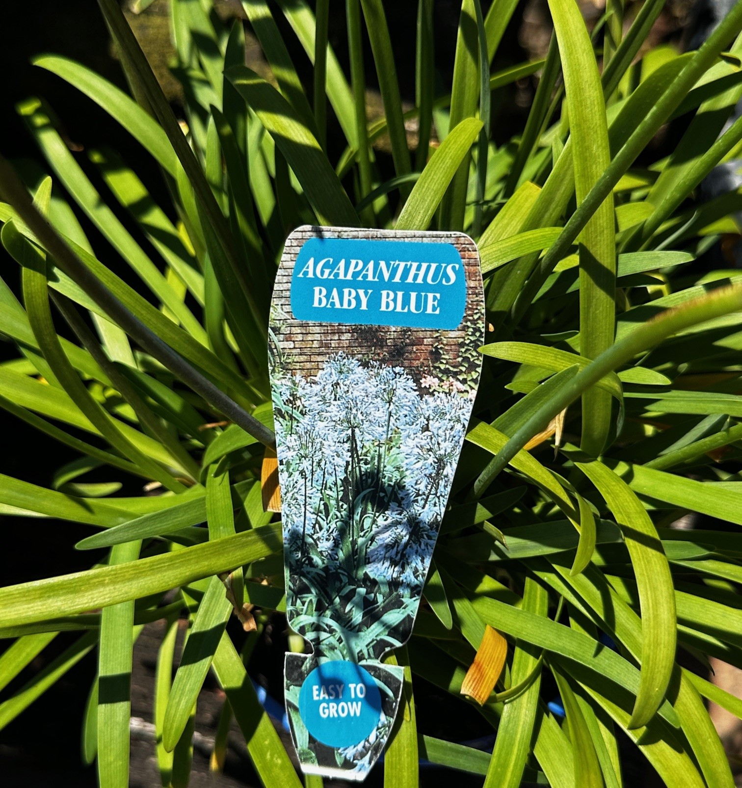 Agapanthus - Baby Blue - Guildford Garden Centre