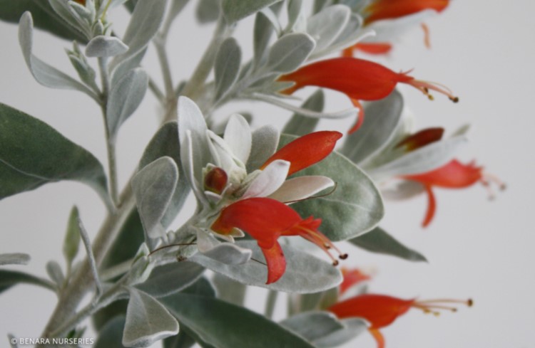 Eremophila - Silver Flame - Guildford Garden Centre