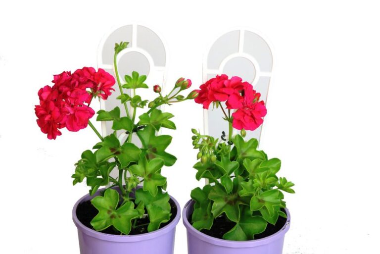 Pelargonium - Great Balls of Fire Melon - Guildford Garden Centre