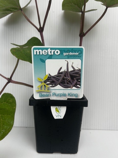 Bean - Purple King - Metro Gardener - Guildford Garden Centre