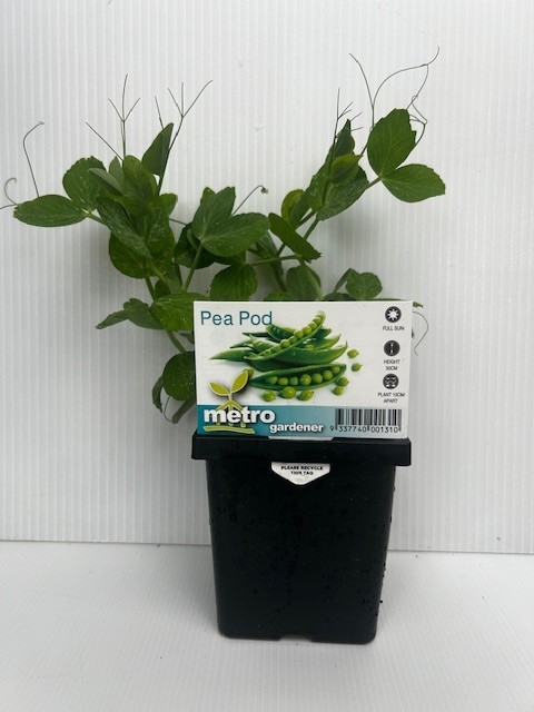 Pea - Pod - Metro Gardener - Guildford Garden Centre