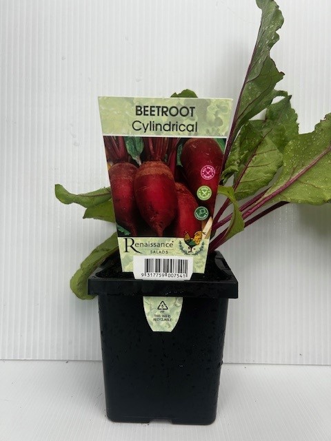 Beetroot - Cylindrical - Renaissance Herbs - Guildford Garden Centre