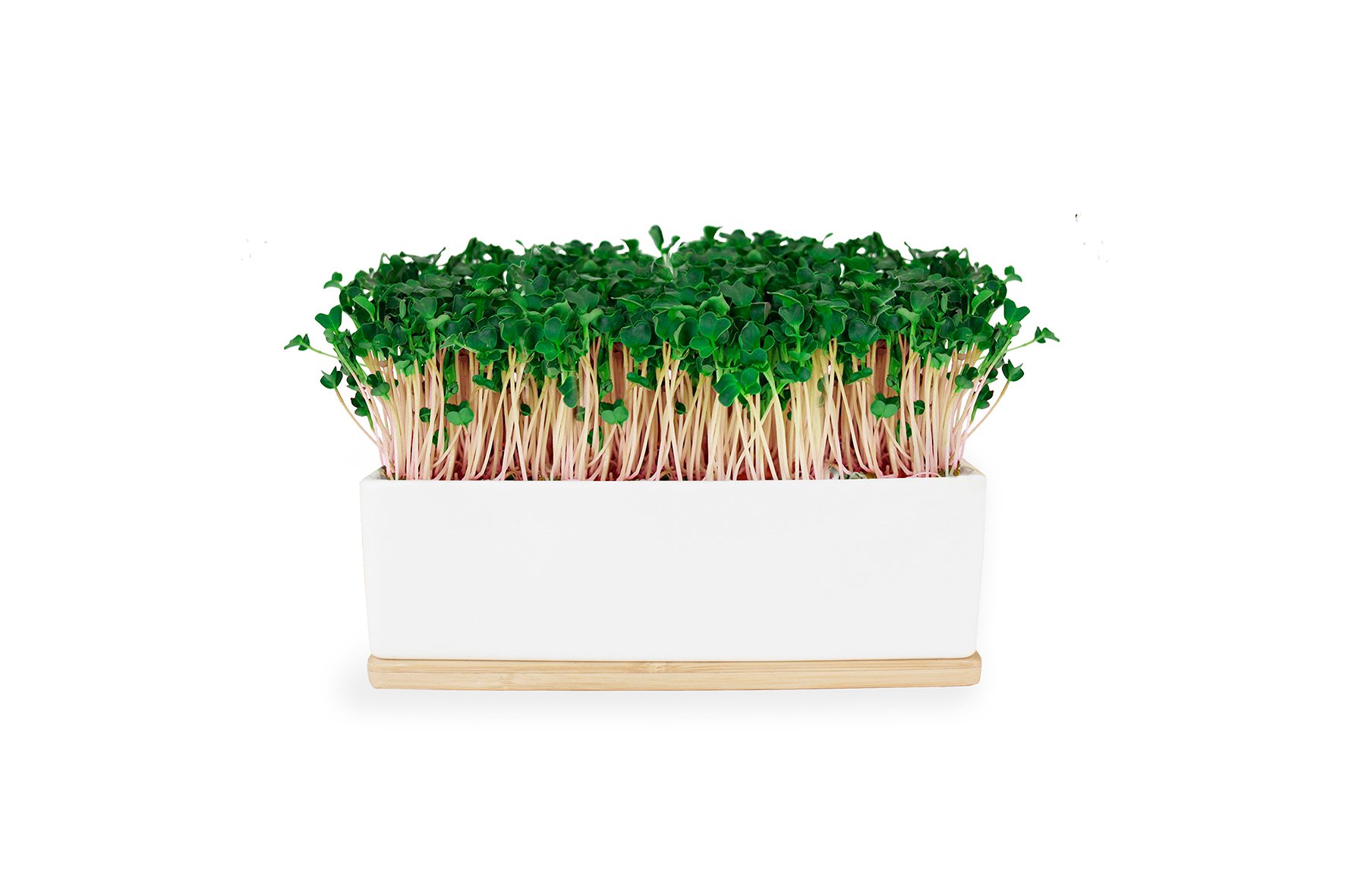 Microgreens - Mini Sprout Garden - Guildford Garden Centre