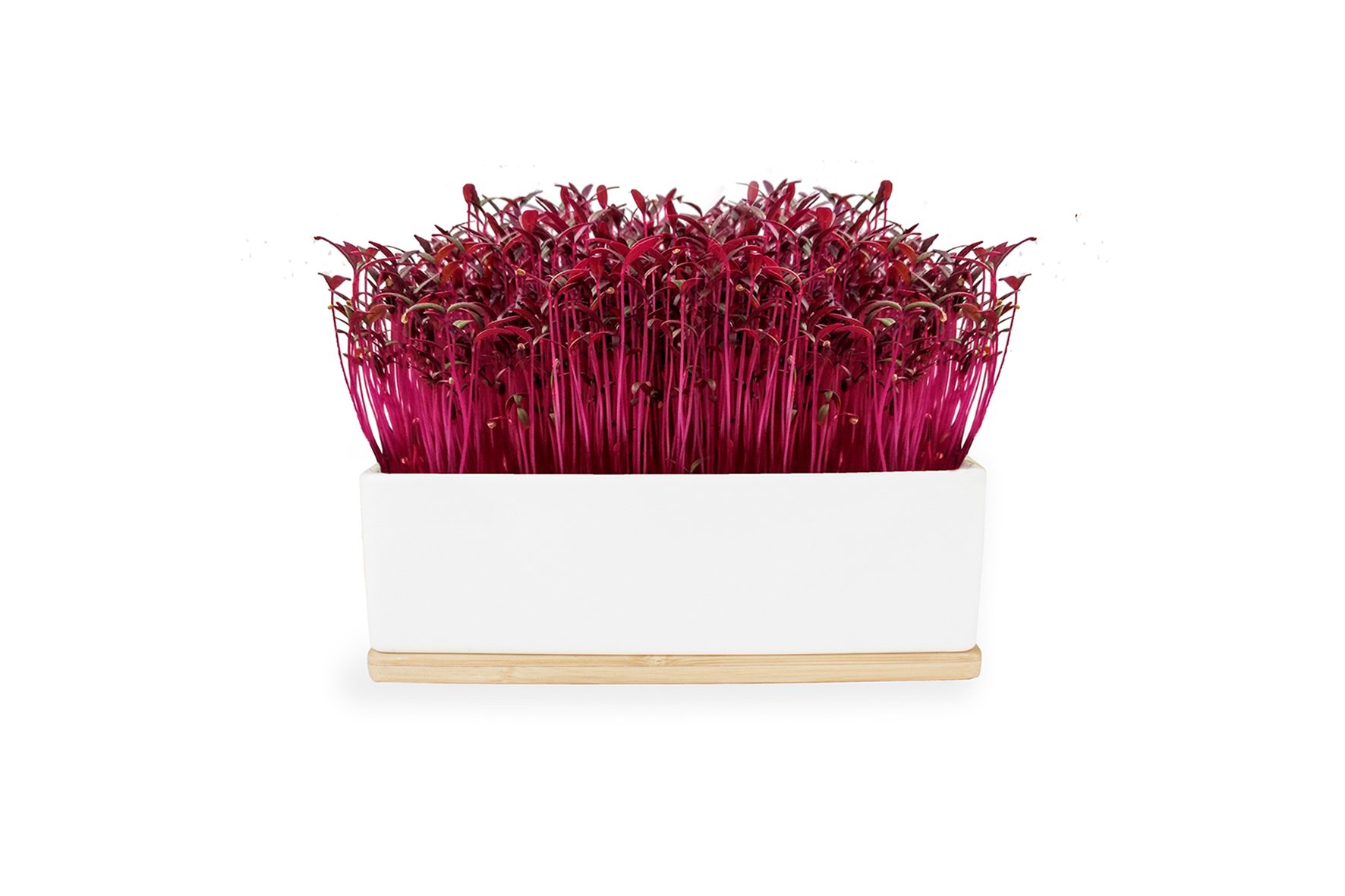 Microgreens - Mini Sprout Garden - Guildford Garden Centre