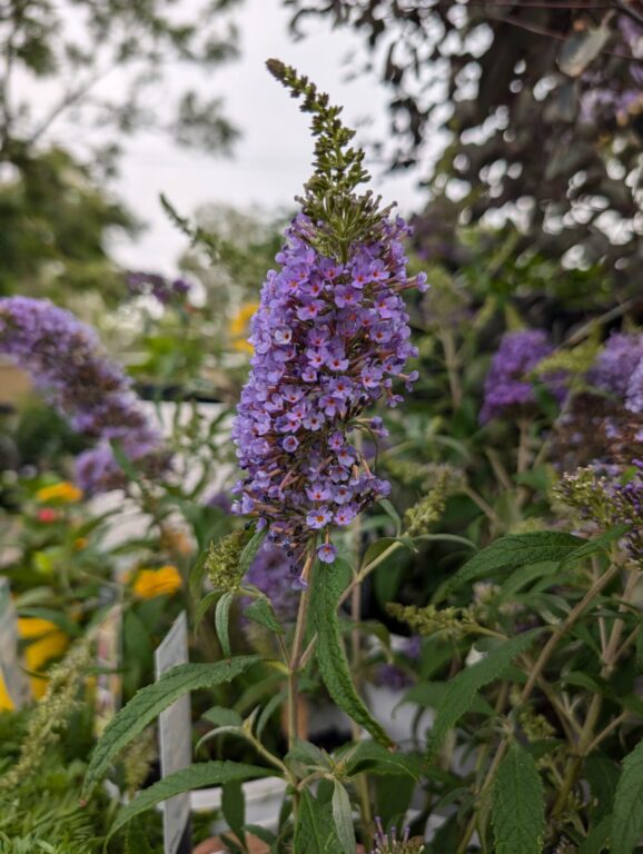 Buddleja - Summer Bird Blue - Guildford Garden Centre