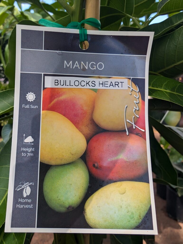 Mango - Bullocks Heart - Grafted - Guildford Garden Centre