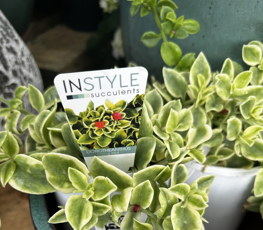 Dorotheanthus - Mezoo Trailing Red - Guildford Garden Centre