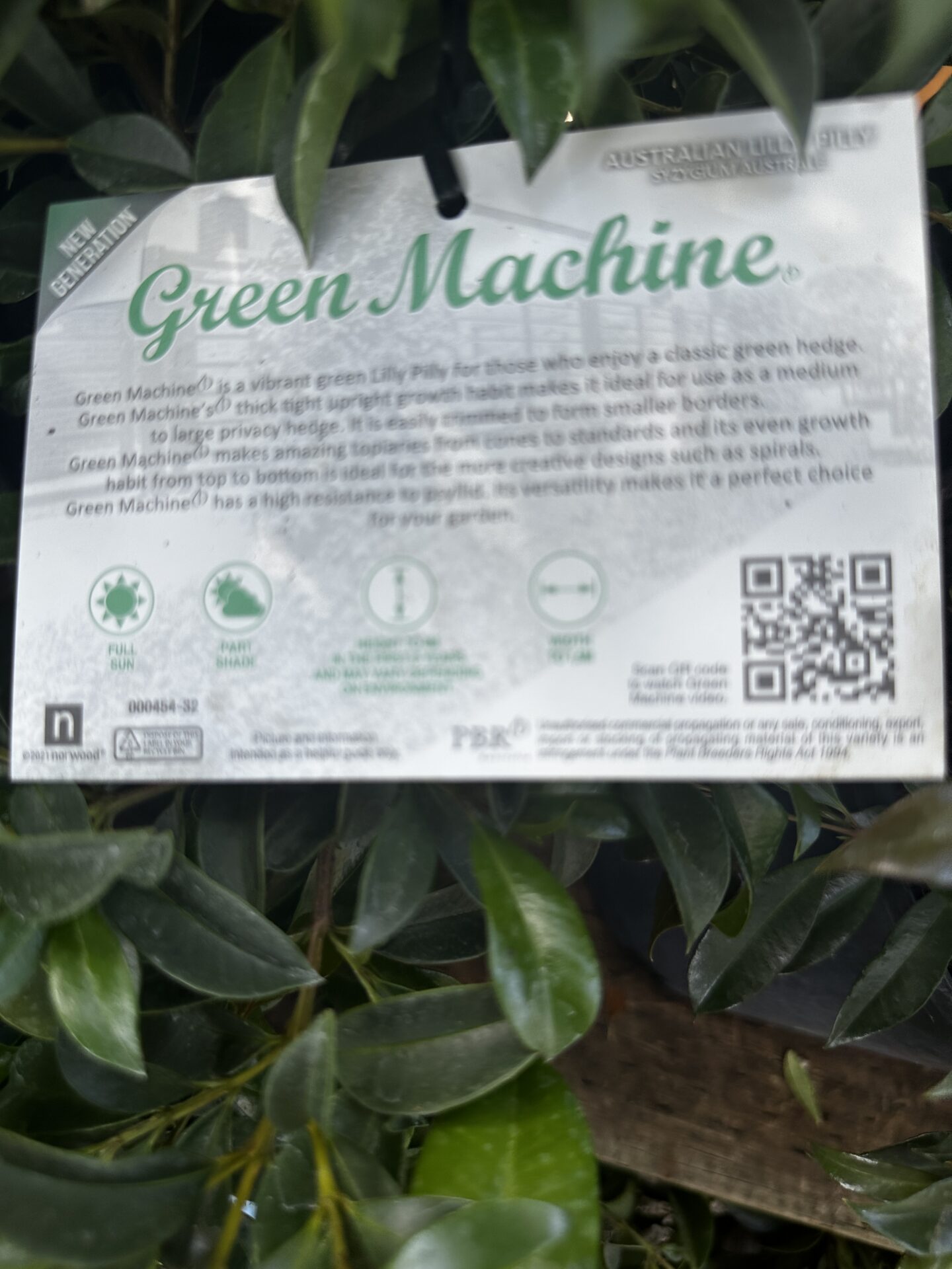 Lilly Pilly - Green Machine - Guildford Garden Centre