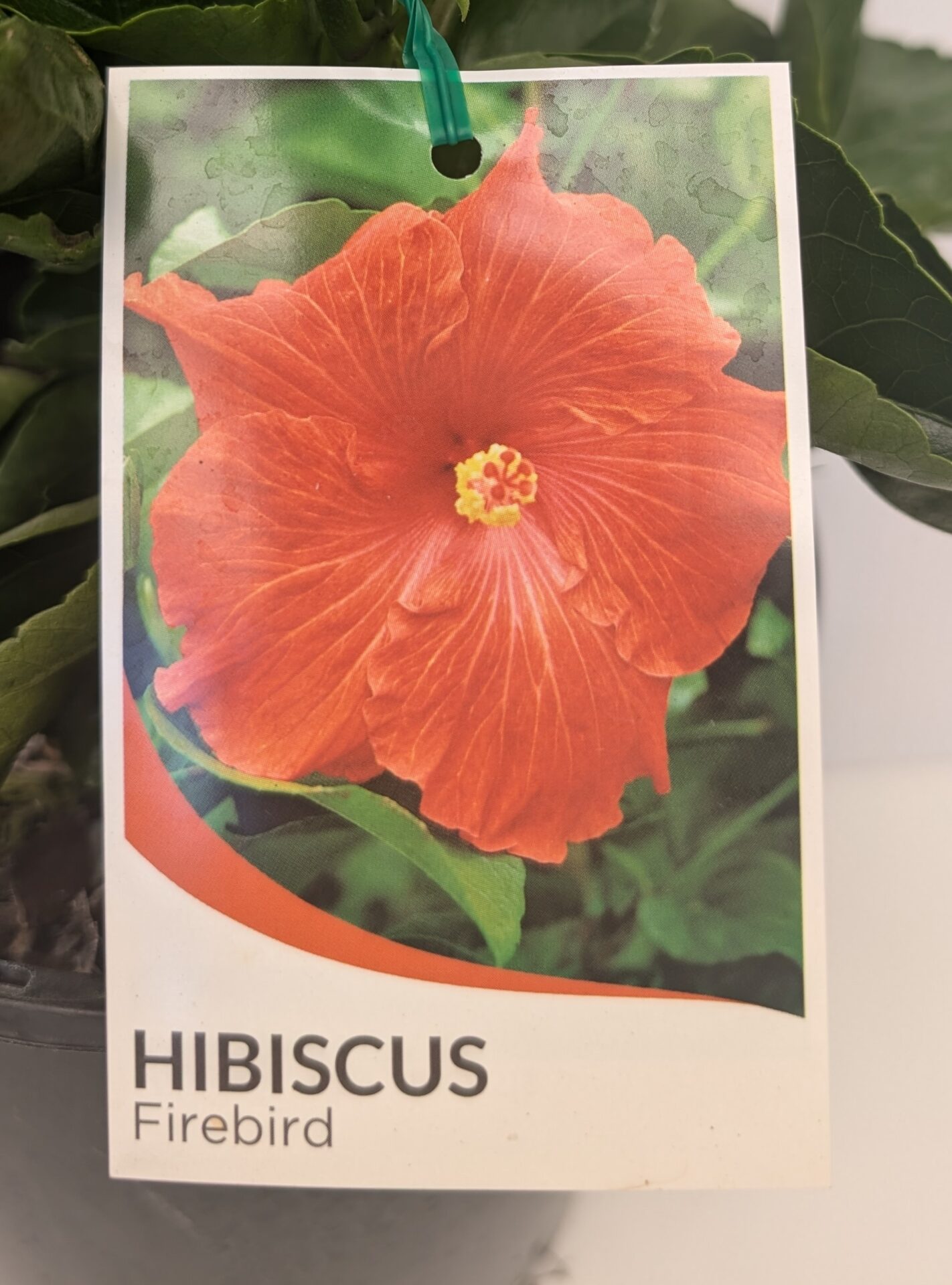 Hibiscus - Fire Bird - Guildford Garden Centre