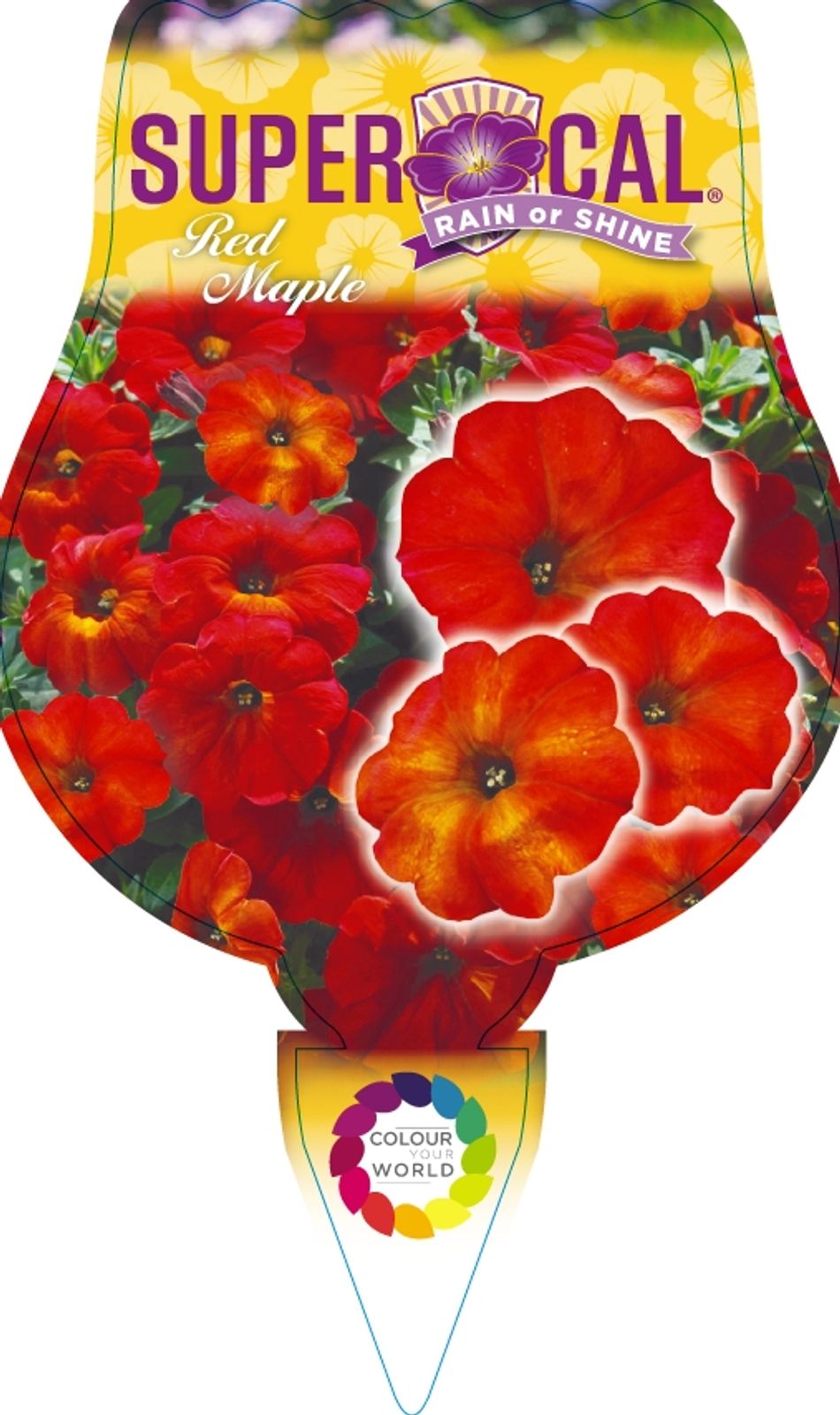 Petunia - Petchoa - Red Maple - Guildford Garden Centre