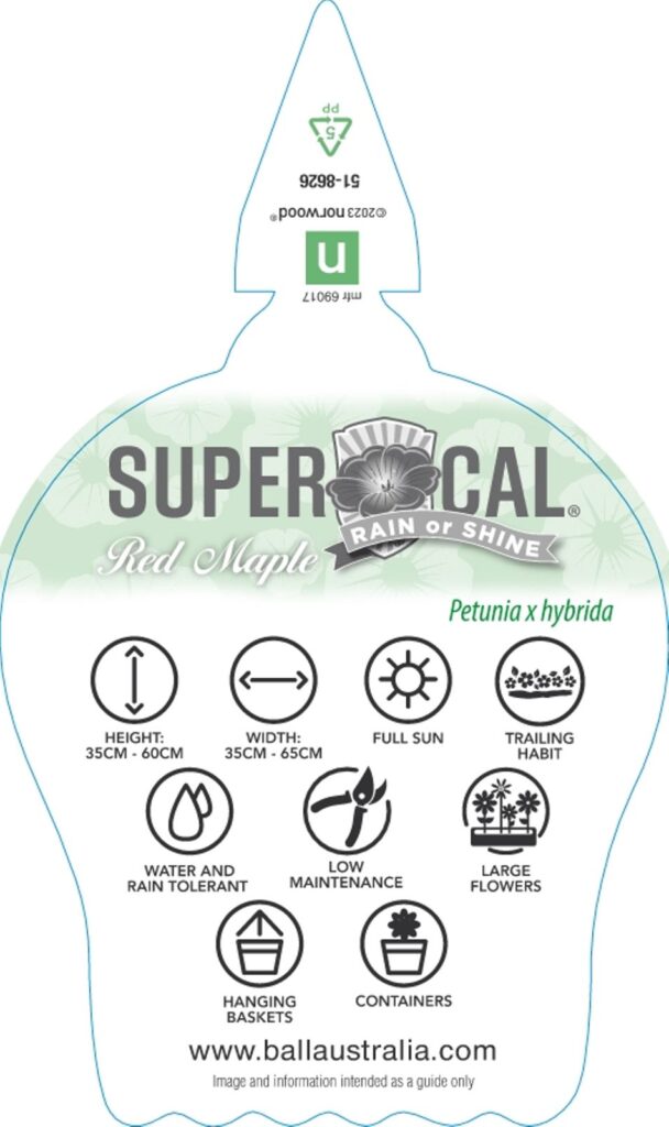 Petunia - Petchoa - Red Maple - Guildford Garden Centre