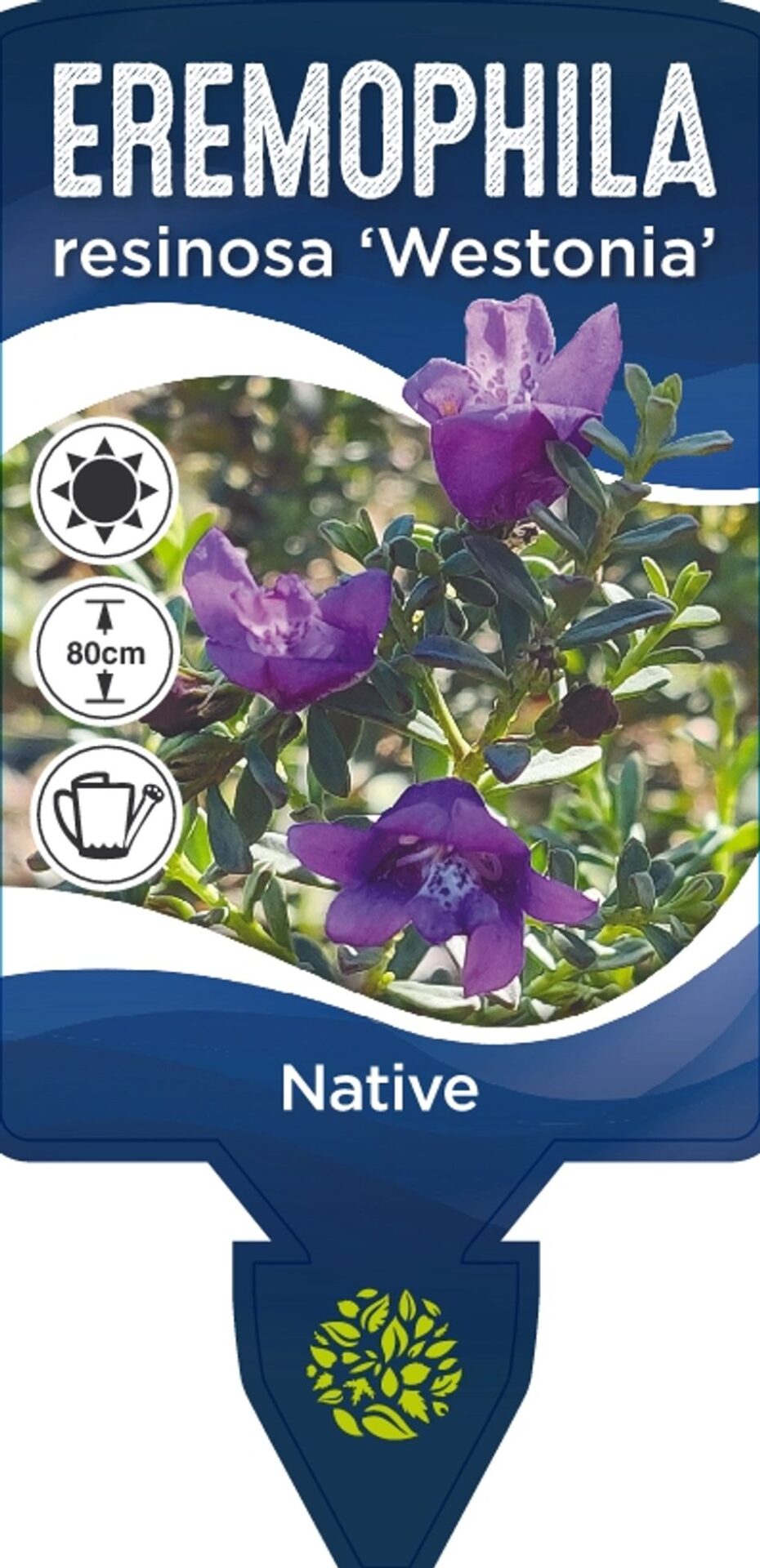 Eremophila - Westonia - Guildford Garden Centre