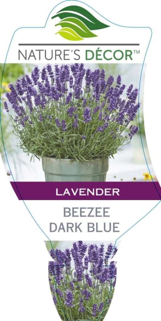 Lavender - Beezee - Dark Blue - Guildford Garden Centre