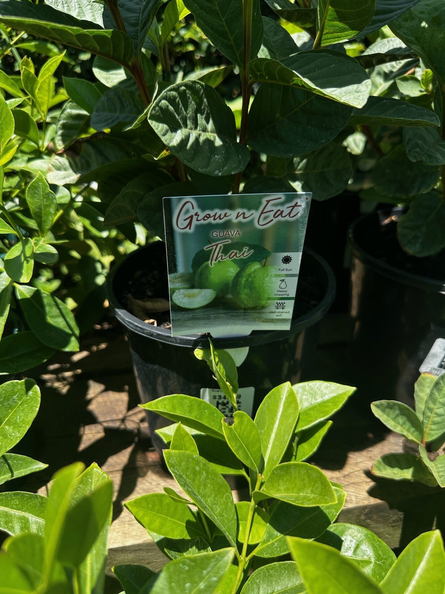 Guava - Thai - Guildford Garden Centre