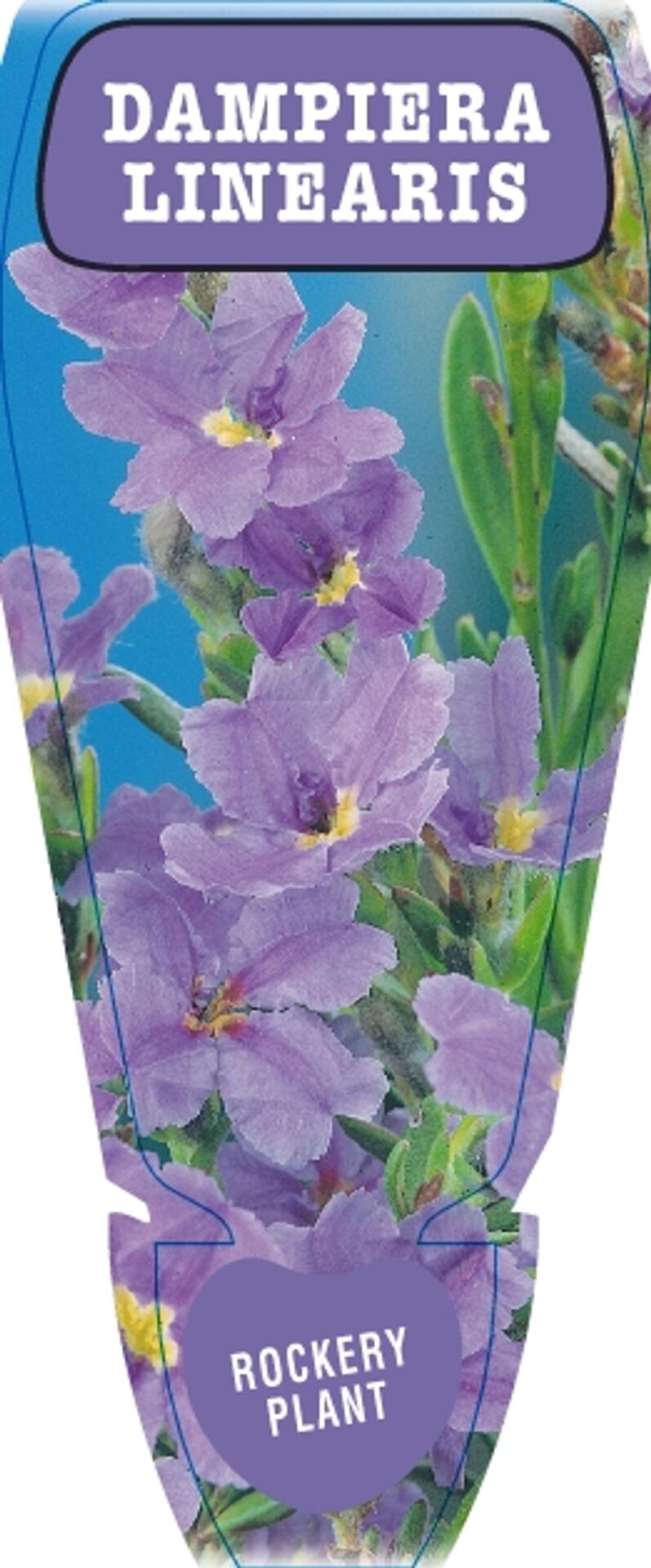 Dampiera - Common - Guildford Garden Centre