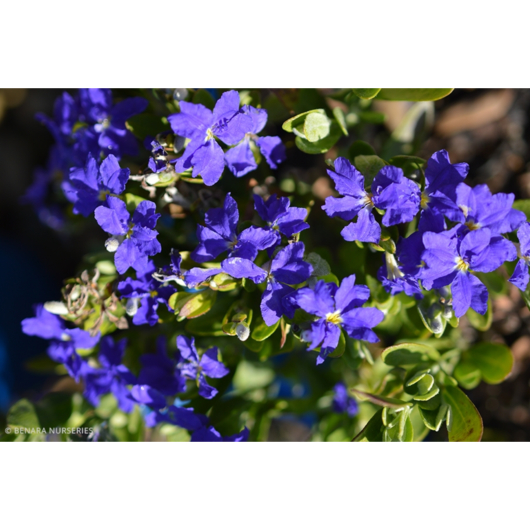 Dampiera - Common - Guildford Garden Centre