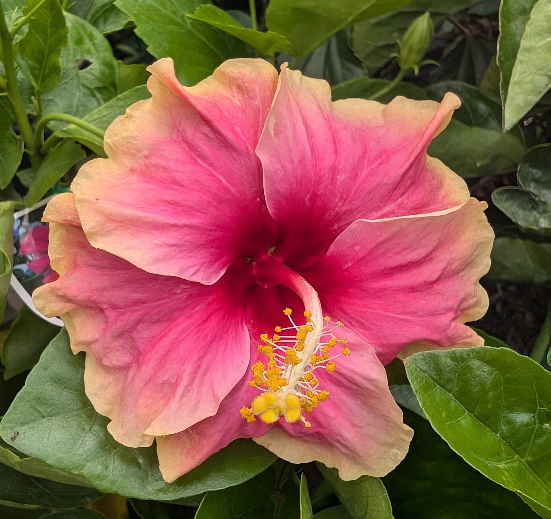 Hibiscus - Mandang - Guildford Garden Centre