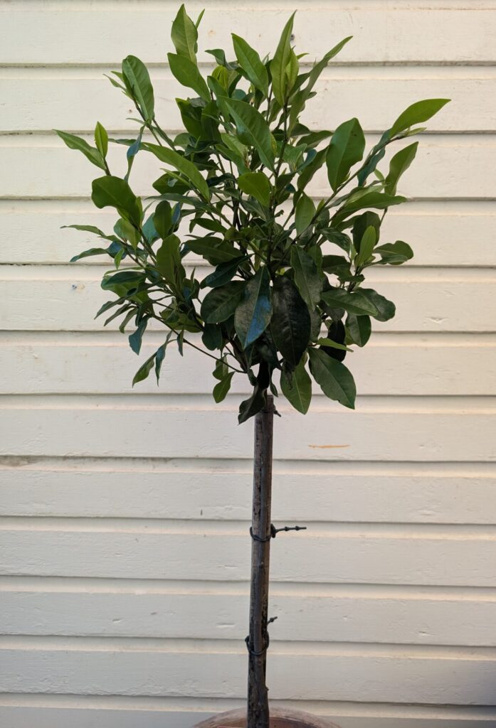 Michelia figo - Port Wine Magnolia - Standard - Guildford Garden Centre