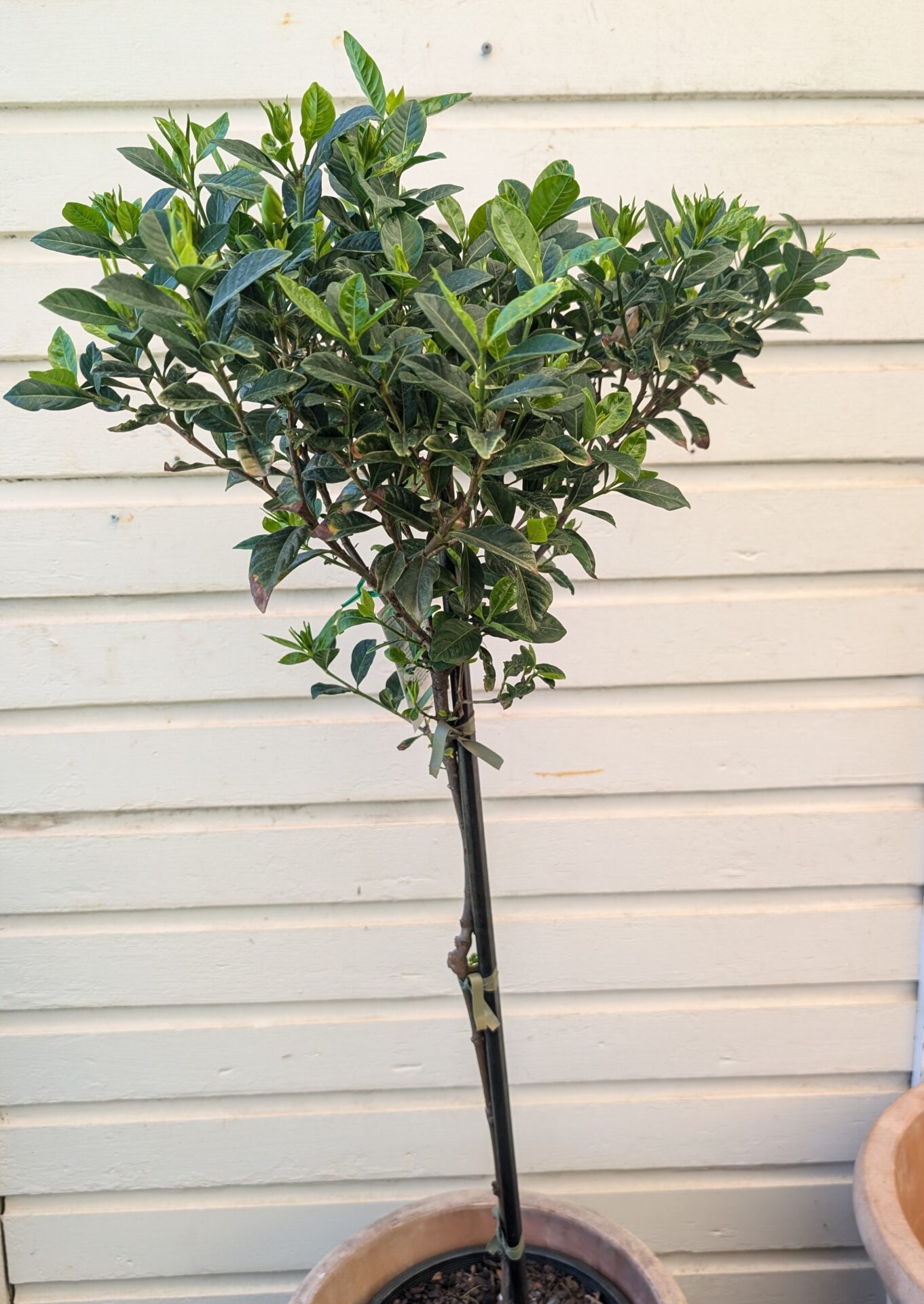 Gardenia - Florida - Standard - Guildford Garden Centre