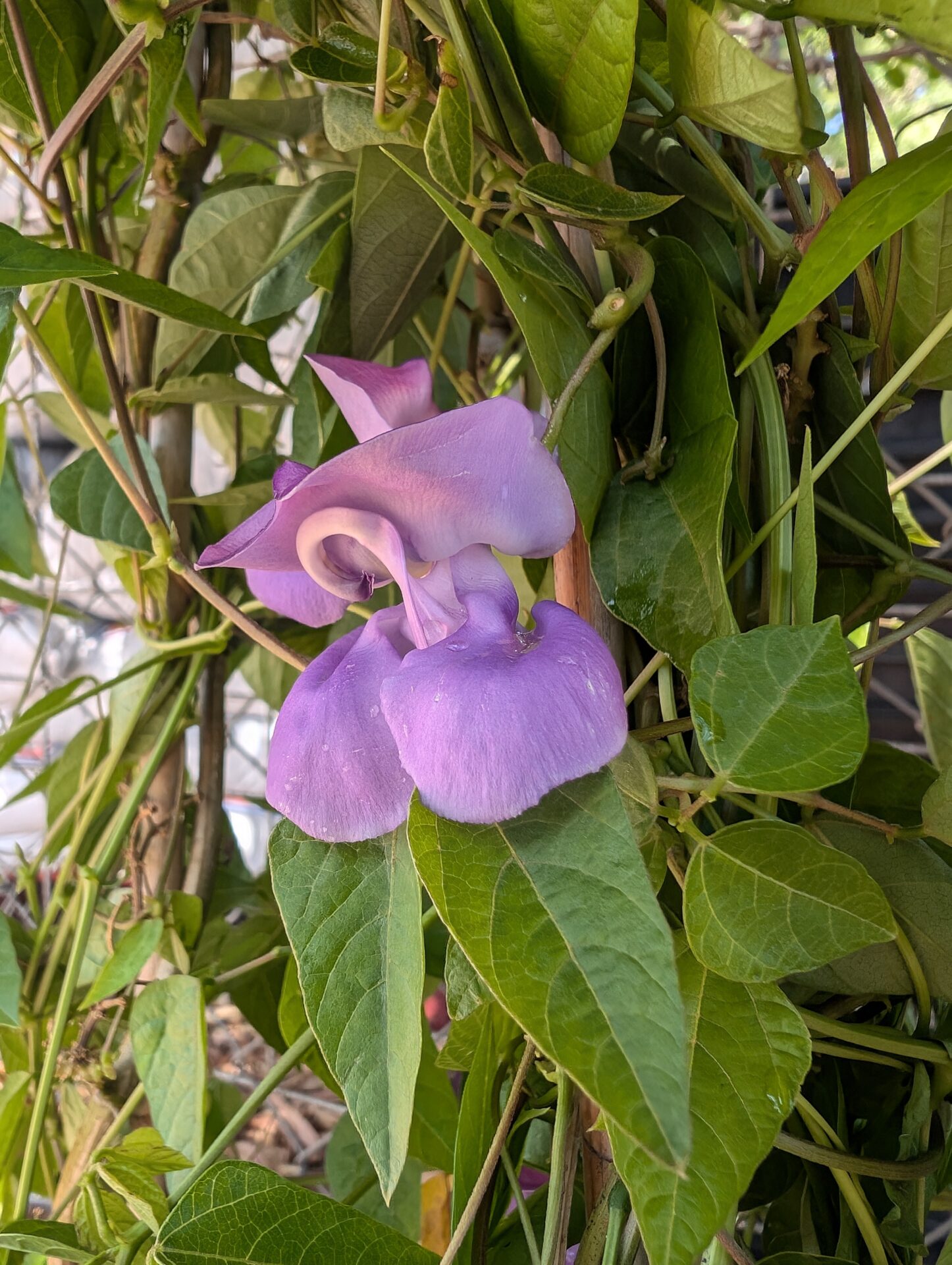 Phaseolus - Blue Snail Vine - Guildford Garden Centre