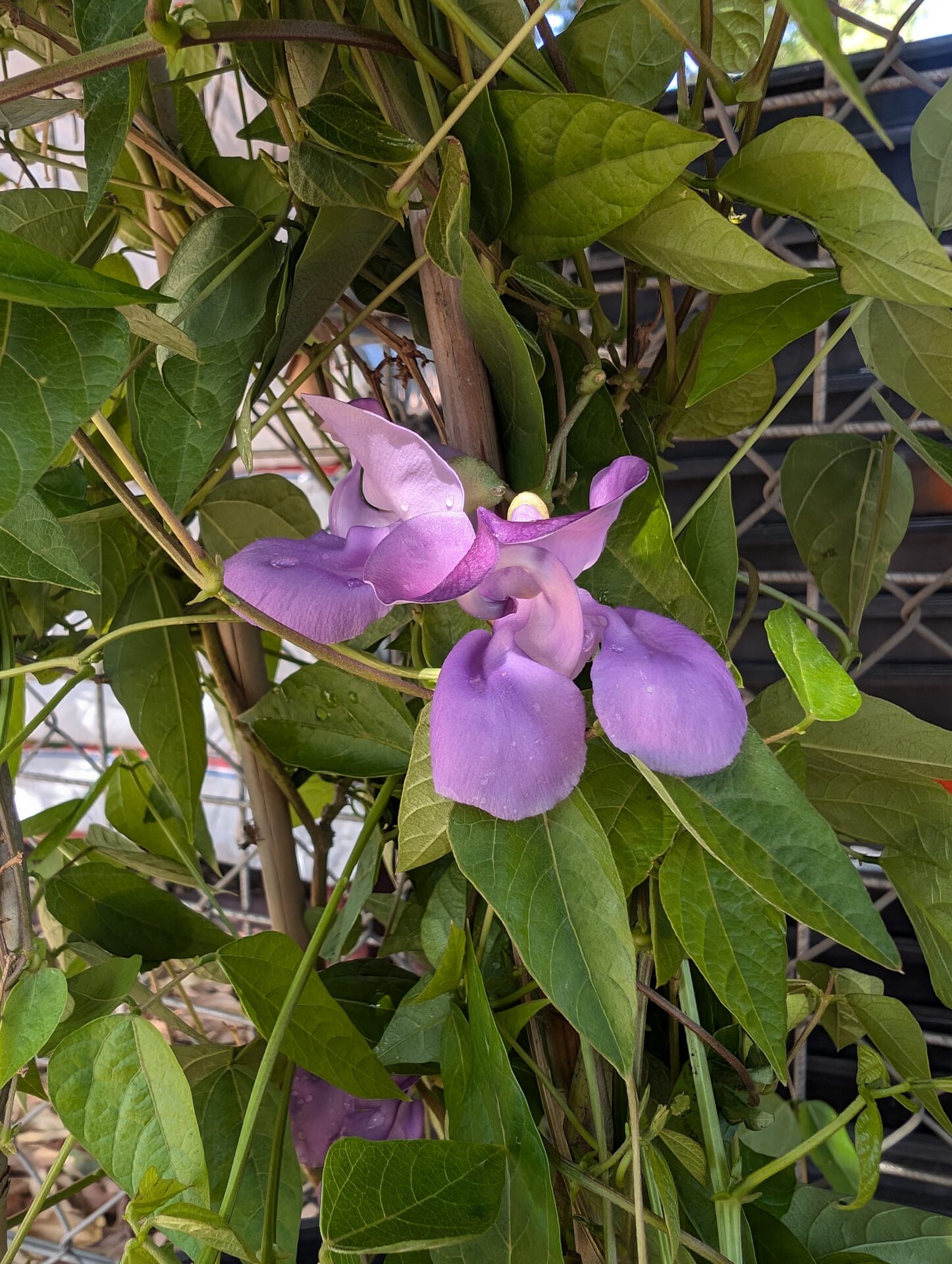 Phaseolus - Blue Snail Vine - Guildford Garden Centre