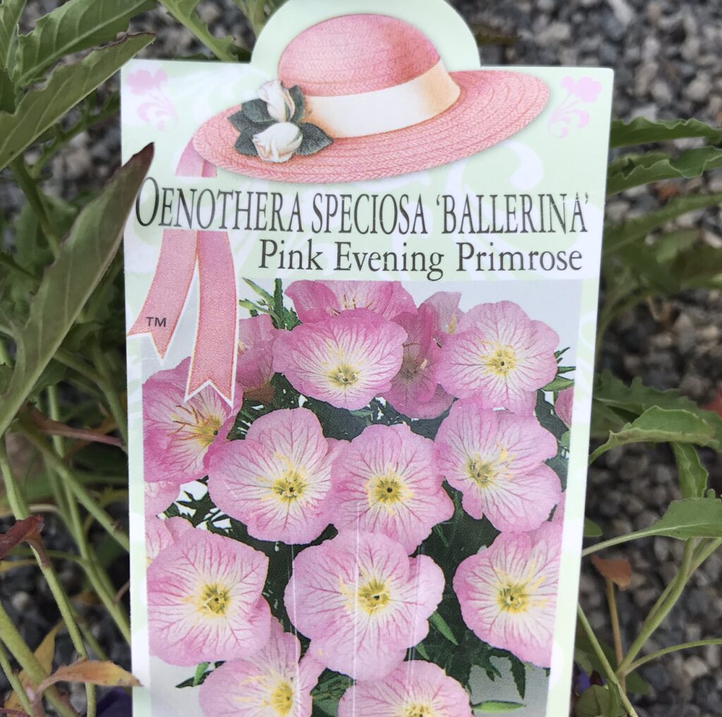 Evening Primrose - Ballerina Pink - Romantic Plants - Perth, WA ...