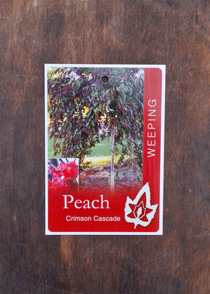 Flowering Peach - Weeping - Crimson Cascade - Bare Root - Guildford ...