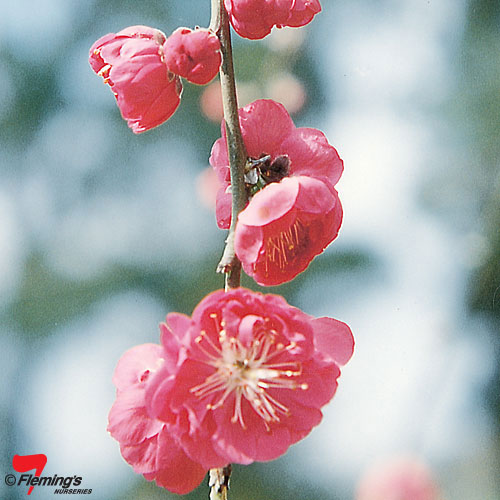 Flowering Peach - Weeping - Crimson Cascade - Bare Root - Guildford ...