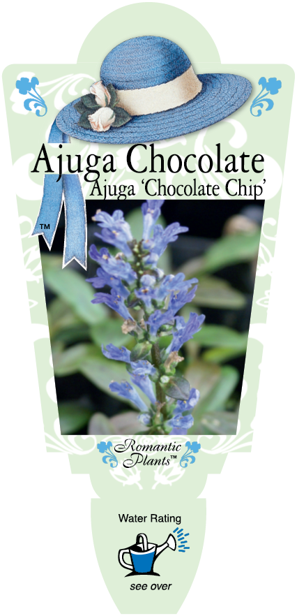 Ajuga - Chocolate Chip - Romantic Plant - Perth, WA - Garden Centre