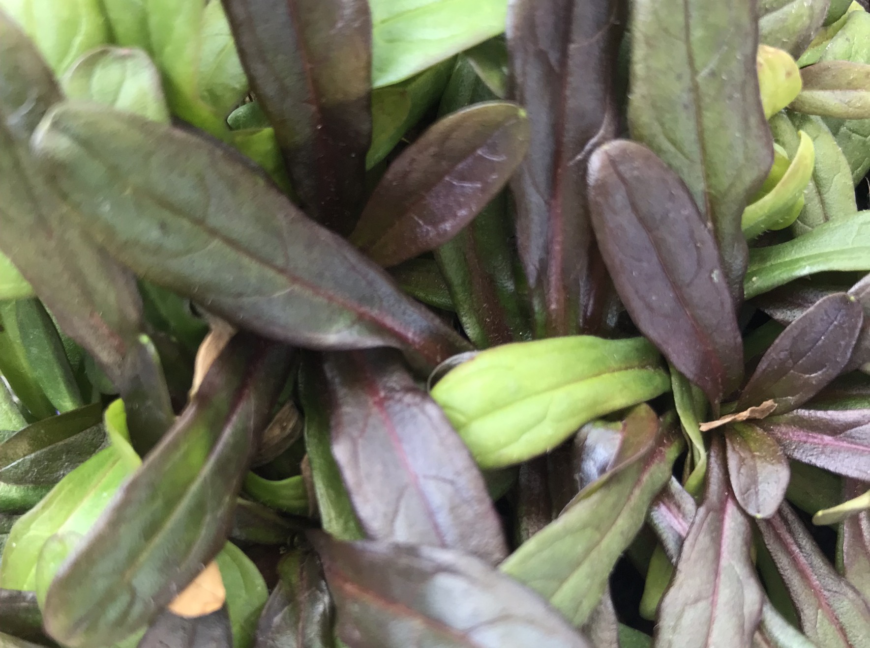 Ajuga - Chocolate Chip - Romantic Plant - Perth, WA - Garden Centre