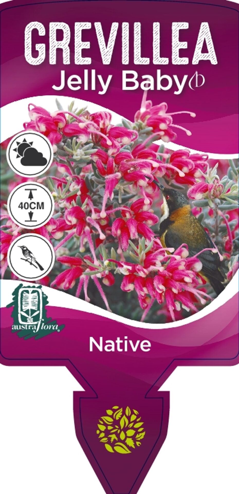 Grevillea - Jelly Baby - Guildford Garden Centre