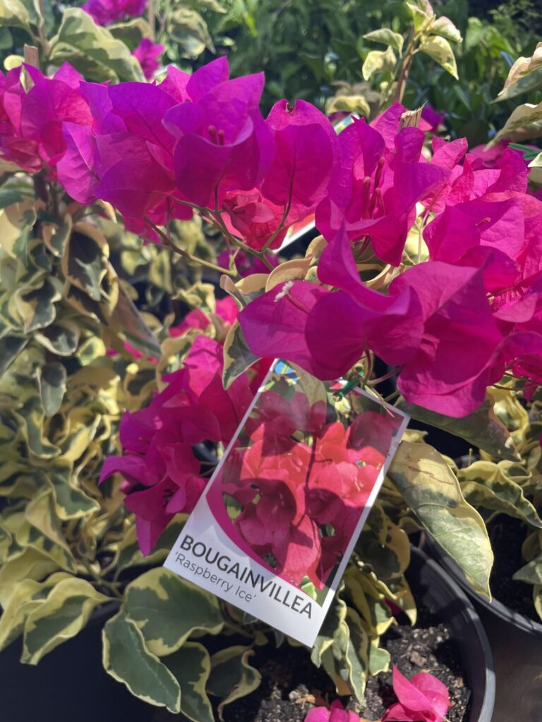 Bougainvillea - Raspberry Ice - Guildford Garden Centre