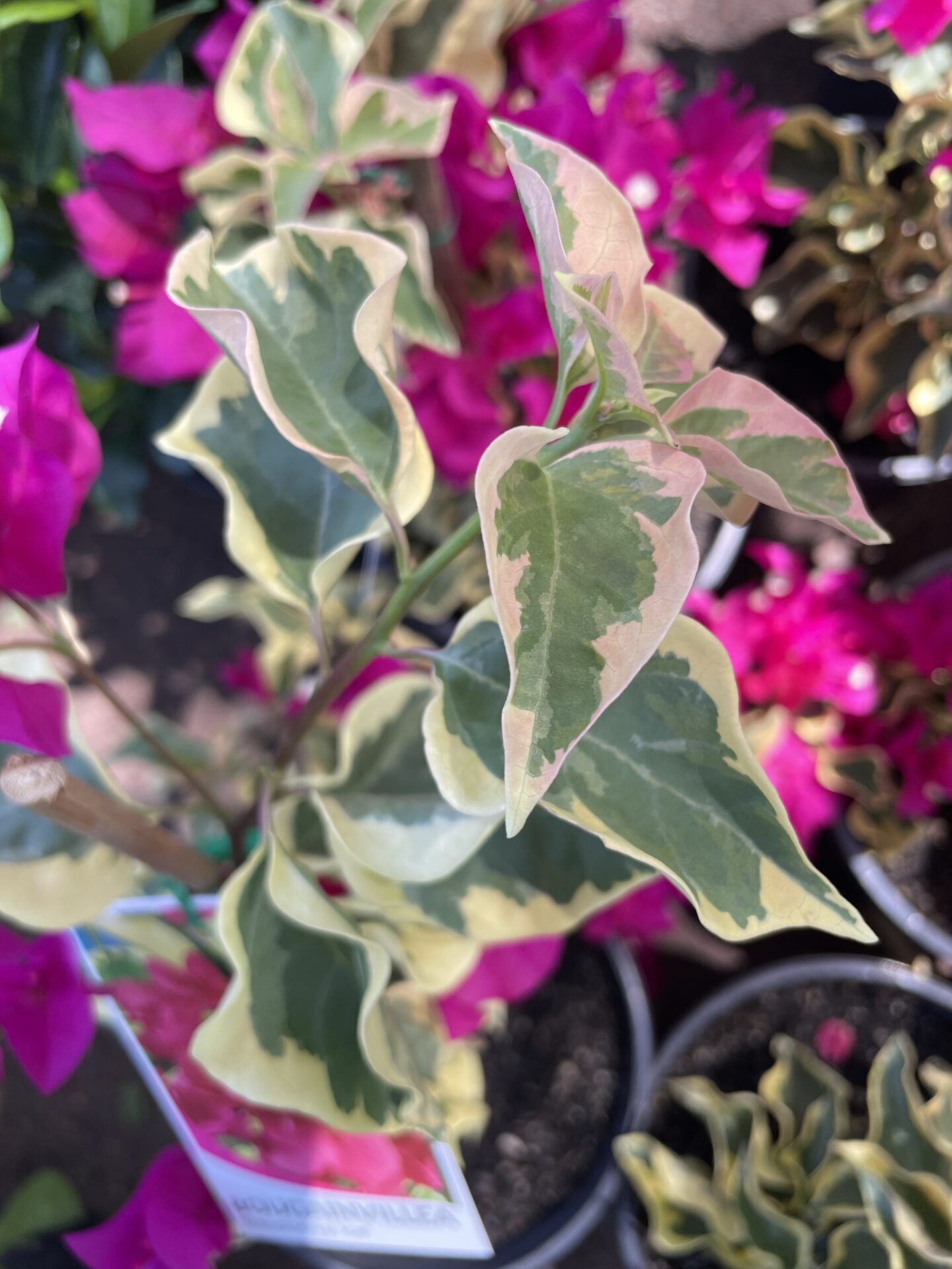 Bougainvillea - Raspberry Ice - Guildford Garden Centre
