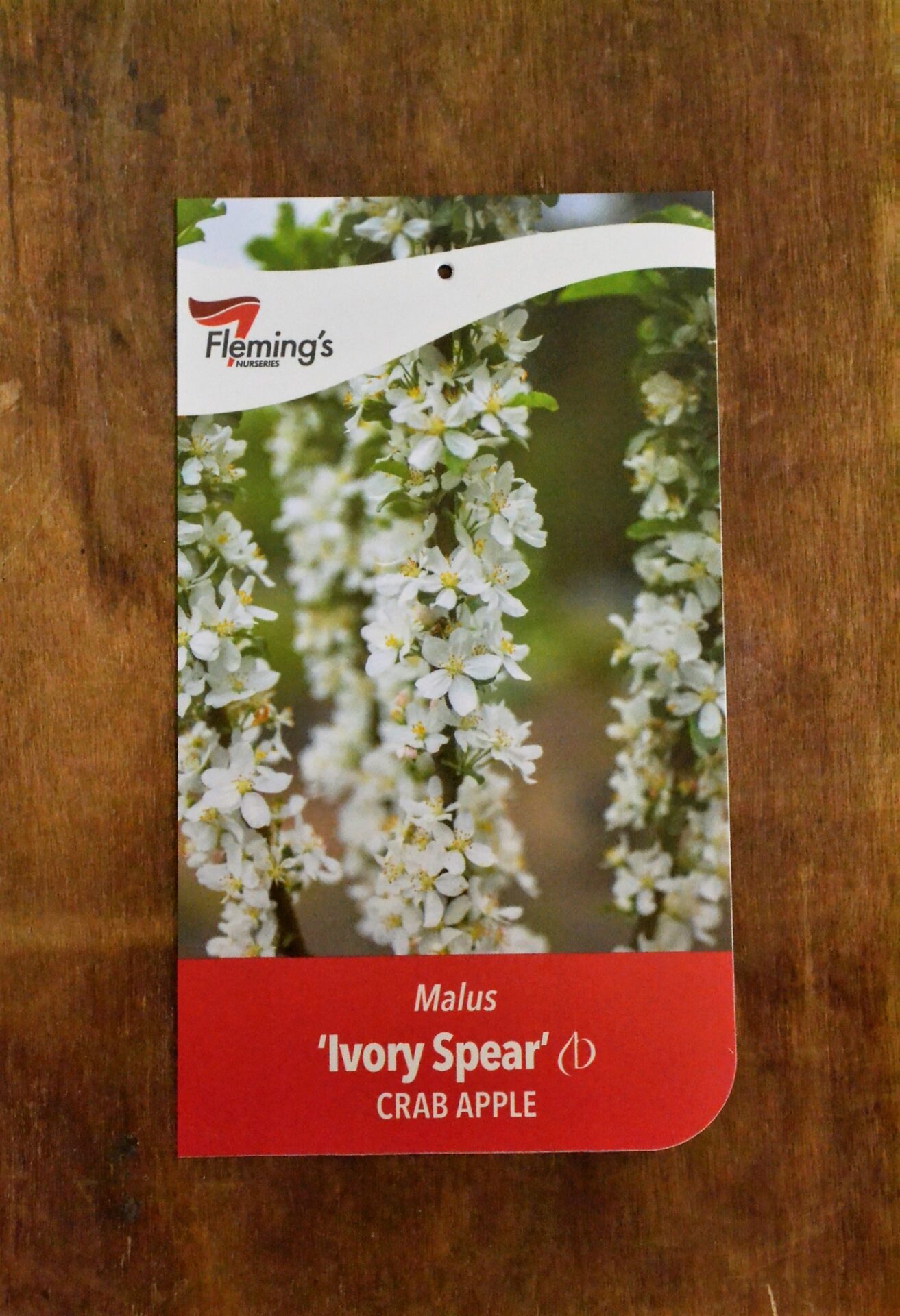 Crab Apple - Ivory Spear - Guildford Garden Centre