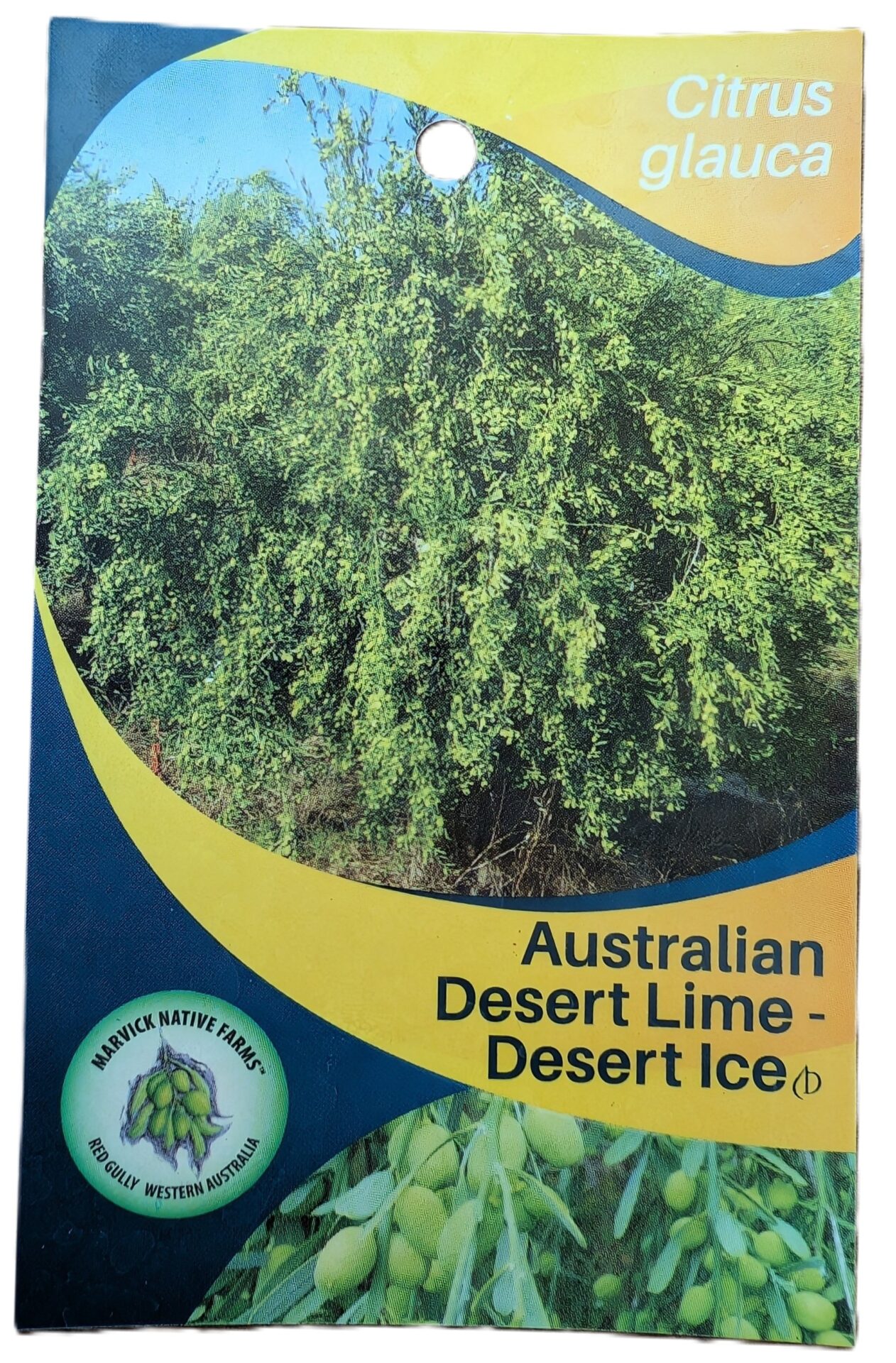 Desert Lime - Desert Ice - Guildford Garden Centre