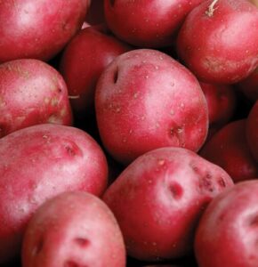 Seed Potato - Mozart - Guildford Garden Centre