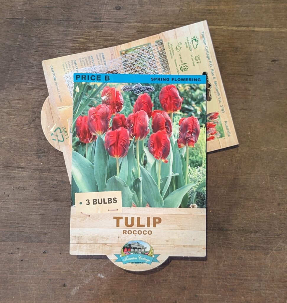 Tulip - Rococo - Bulbs - Guildford Garden Centre