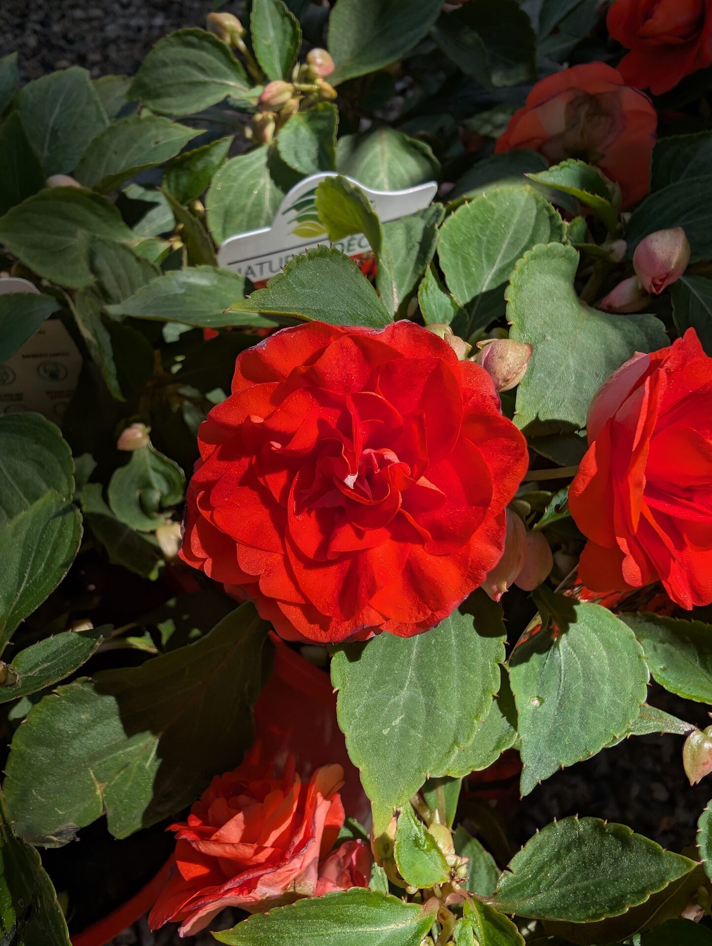 Impatiens - Double Glimmer Bright Red - Guildford Garden Centre