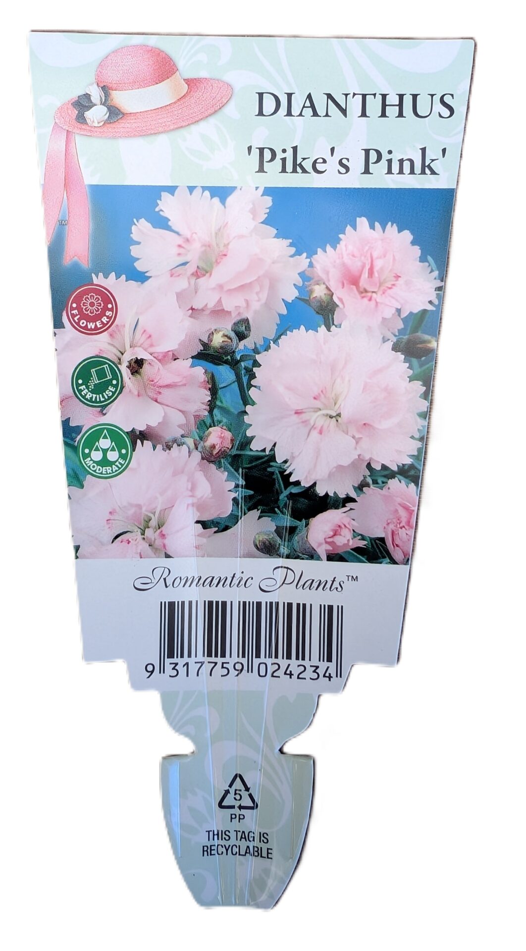 Dianthus - Pike's Pink - Romantic Plants - Guildford Garden Centre