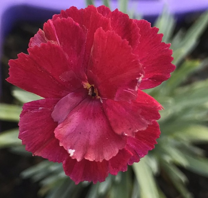 Dianthus - Mars - Romantic Plants - Guildford Garden Centre