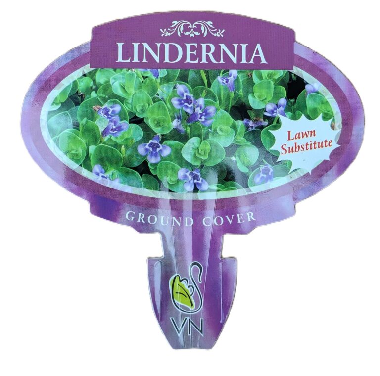 Lindernia grandiflora - Lawn Substitute - Guildford Garden Centre
