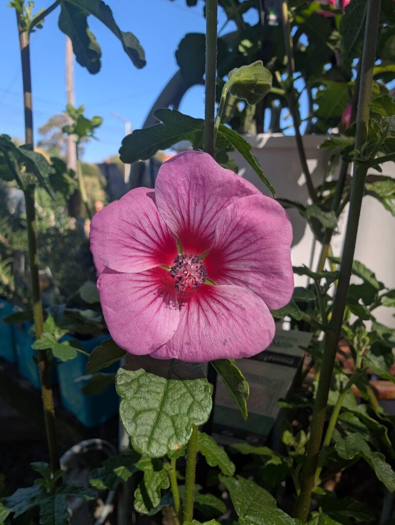 Anisodontea - Dayo - Guildford Garden Centre