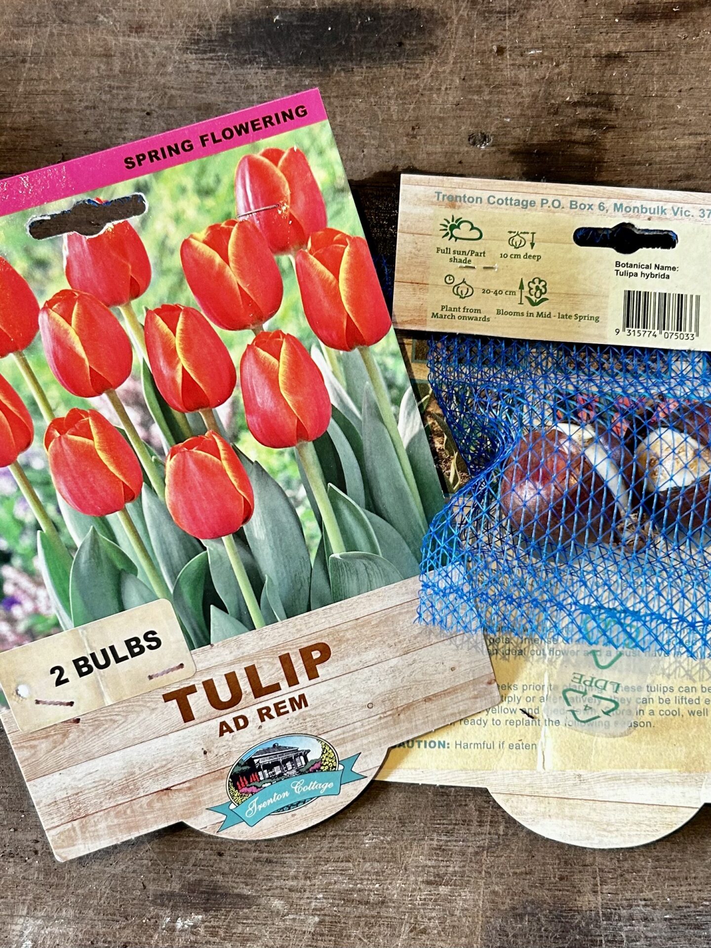 Tulip - Ad Rem - Bulbs - Guildford Garden Centre